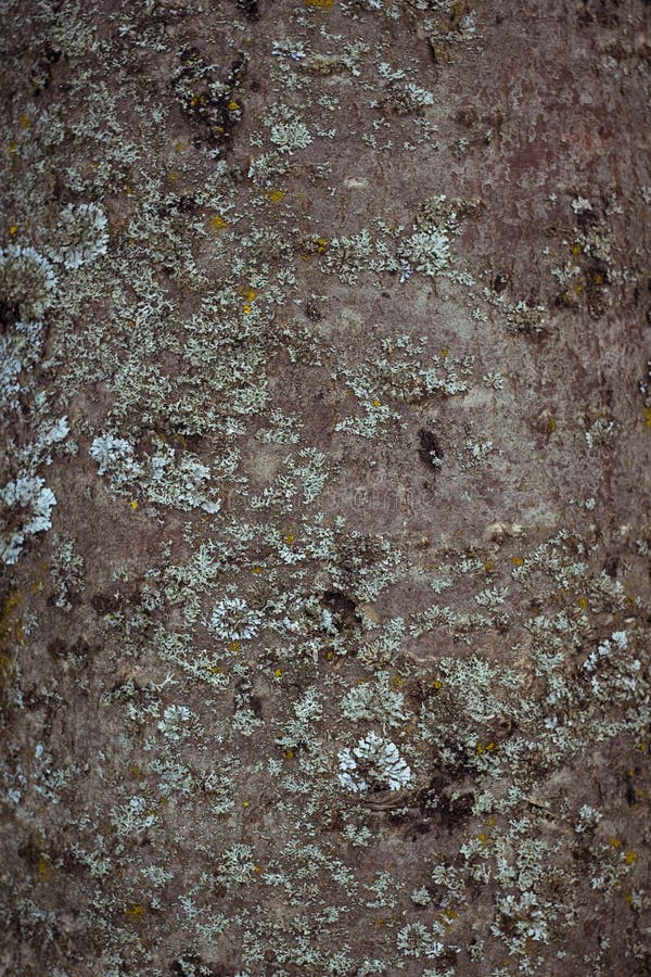 Texture Of Aspen Tree Bark. Stock Photo - Image of plant, design: 86021124