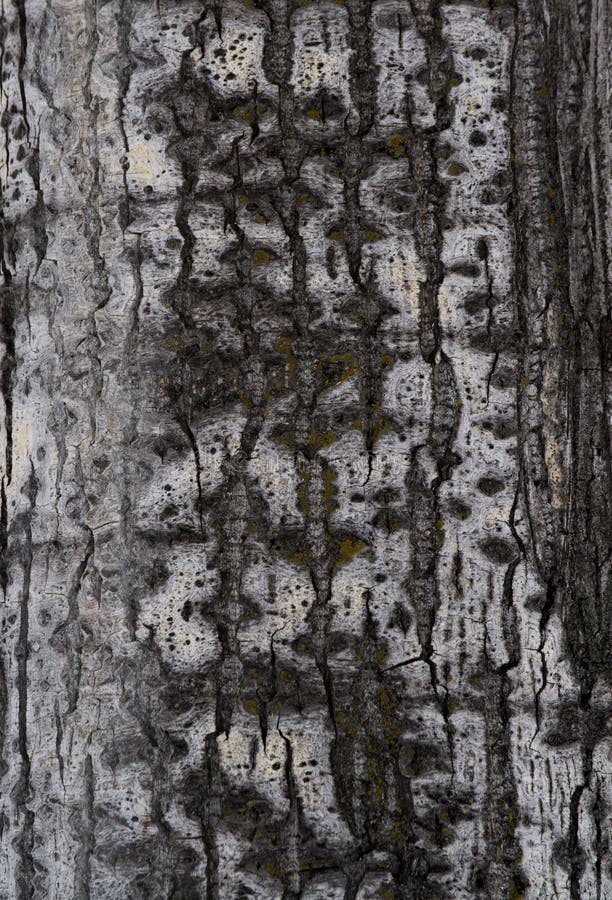 Texture of Aspen in Winter Closeup Stock Photo - Image of spring ...