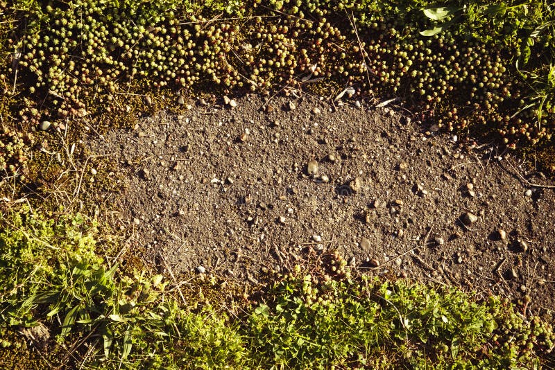 Texture stock image. Image of plants, textured, life - 71393491