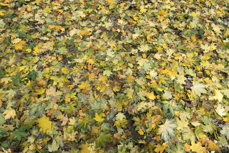 Texture and Background of Fallen Autumn Leaves in the Garden Stock ...
