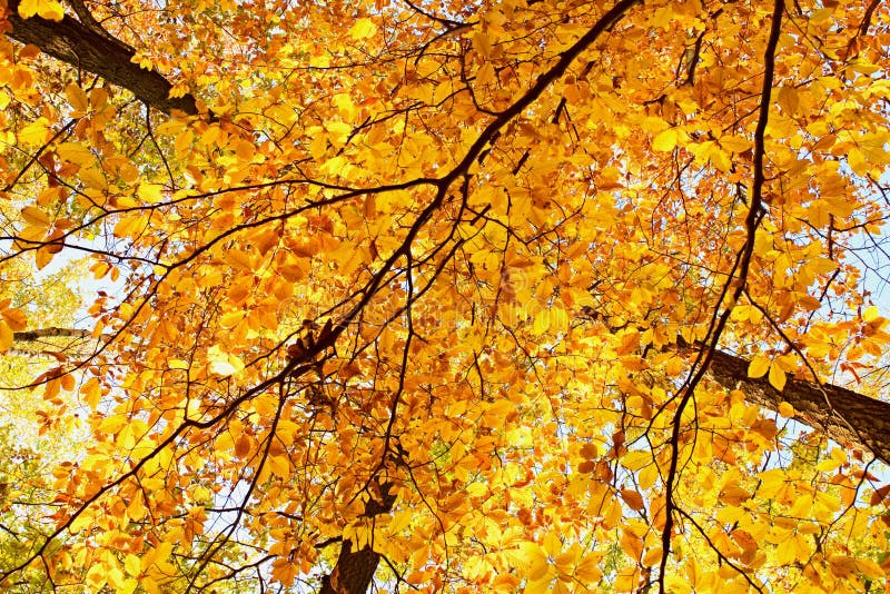 Texture from Autumn Colored Beech Leaves on Trees Stock Photo - Image ...