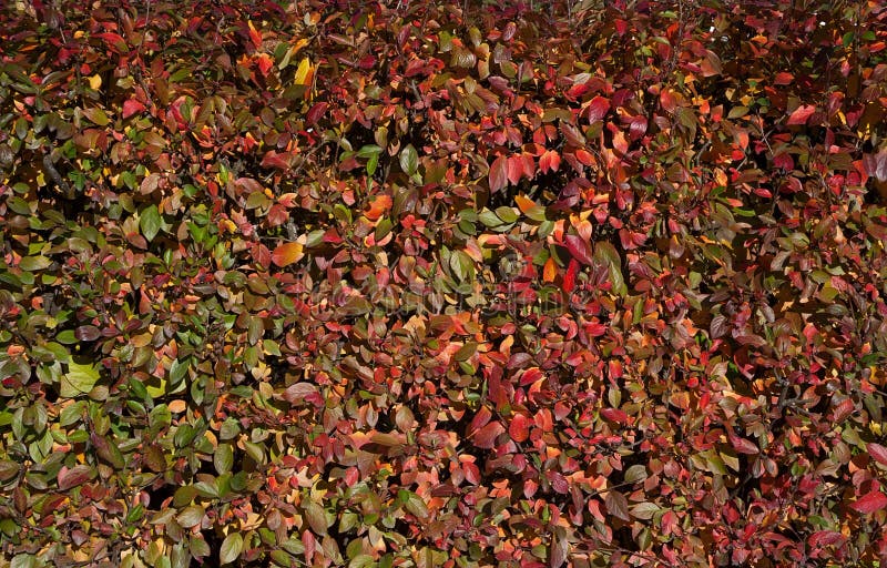 Texture Autumn Green Red Hedges Stock Photos - Free & Royalty-Free ...