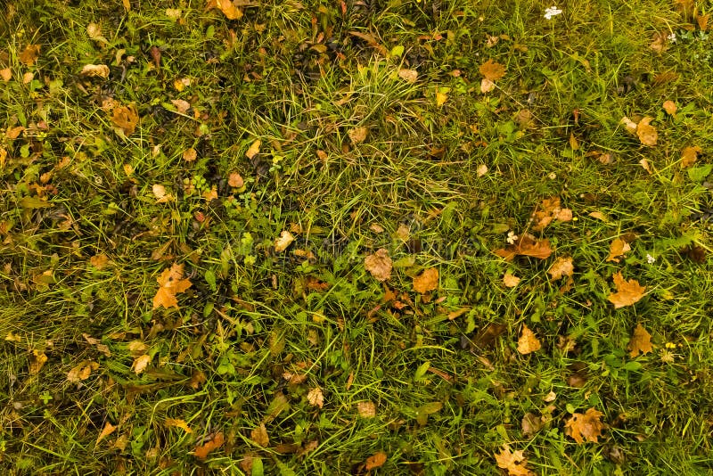 Texture of Autumn Leaves on Green Grass Stock Photo - Image of dead ...