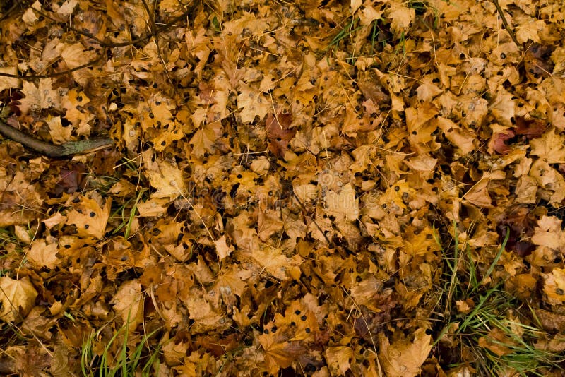 Texture Autumn Leaves on the Ground Dark Stock Photo - Image of board ...