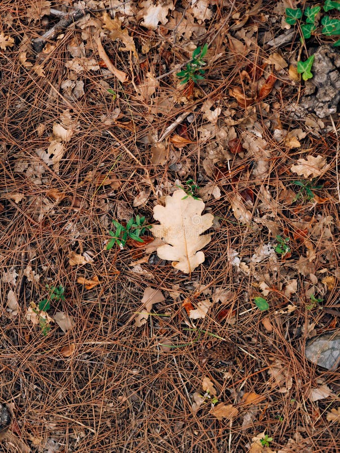 Texture of Autumn Leaves. Yellow Oak Leaf Litter on the Floor in Stock ...