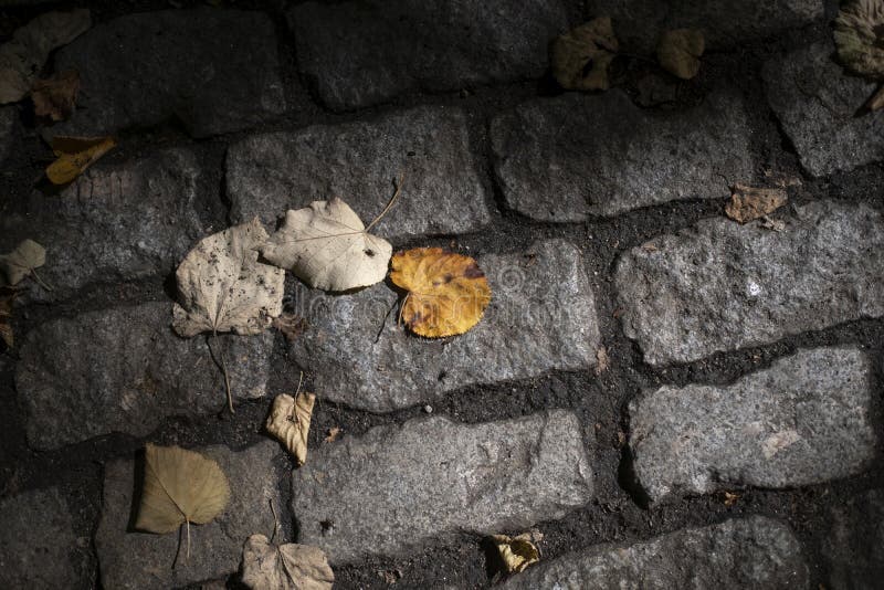 Texture of an Autumn Pavement with Fallen Leaves. Stock Photo - Image ...