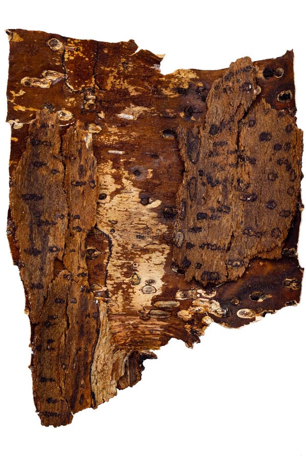 The Texture of the Back Surface of a Piece of Birch Bark, Isolated ...