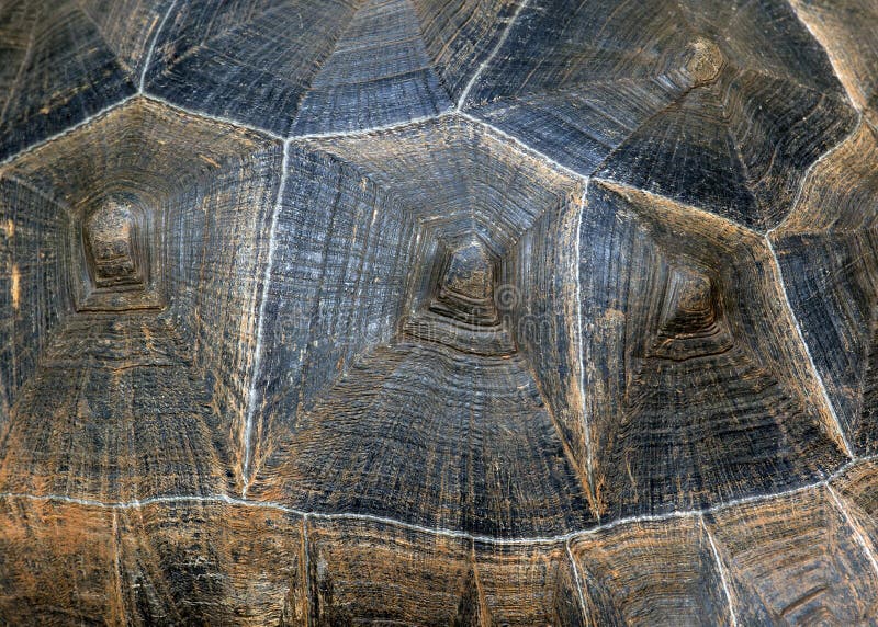 Texture Back of Turtle Tortoise Stock Photo - Image of tortoise ...