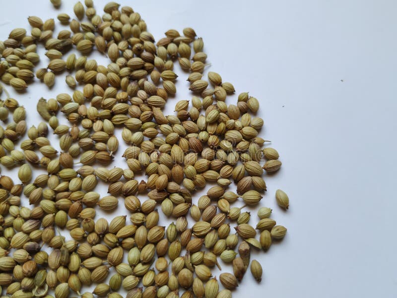 Texture of Dhaniya Seeds. Heap of a Coriander or Dhania Seeds in a ...