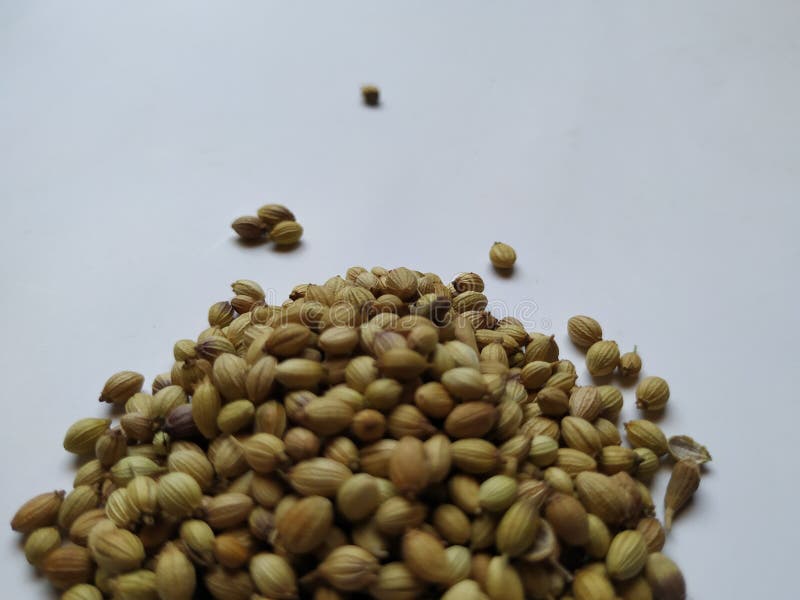 Texture of Dhaniya Seeds. Heap of a Coriander or Dhania Seeds in a ...