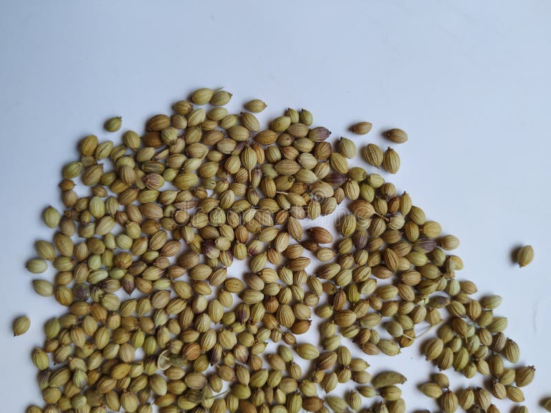 Texture of Dhaniya Seeds. Heap of a Coriander or Dhania Seeds in a ...