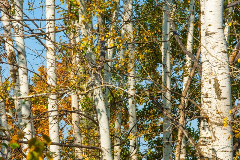 Texture, Background. Aspen Tree, the Top of the Tree, the Tree C Stock ...