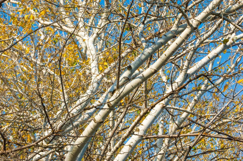 Texture, Background. Aspen Tree, the Top of the Tree, the Tree C Stock ...