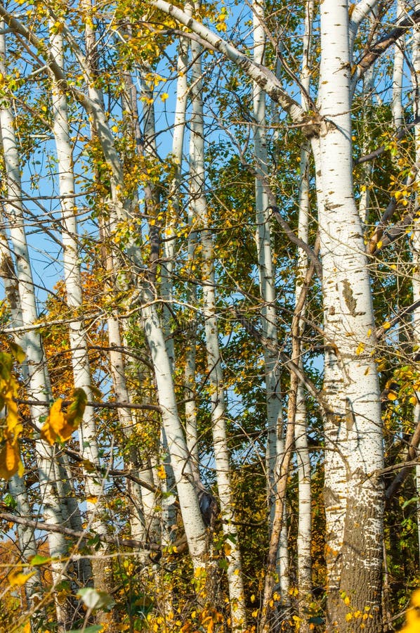 Texture, Background. Aspen Tree, the Top of the Tree, the Tree C Stock ...