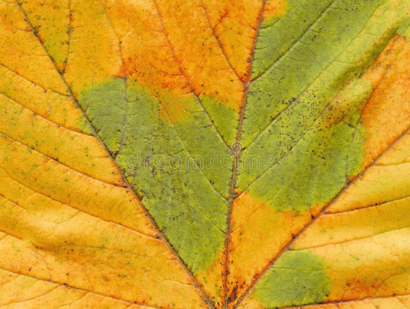 Texture Background Autumn Leaf. Fall Foliage Texture Stock Photo ...