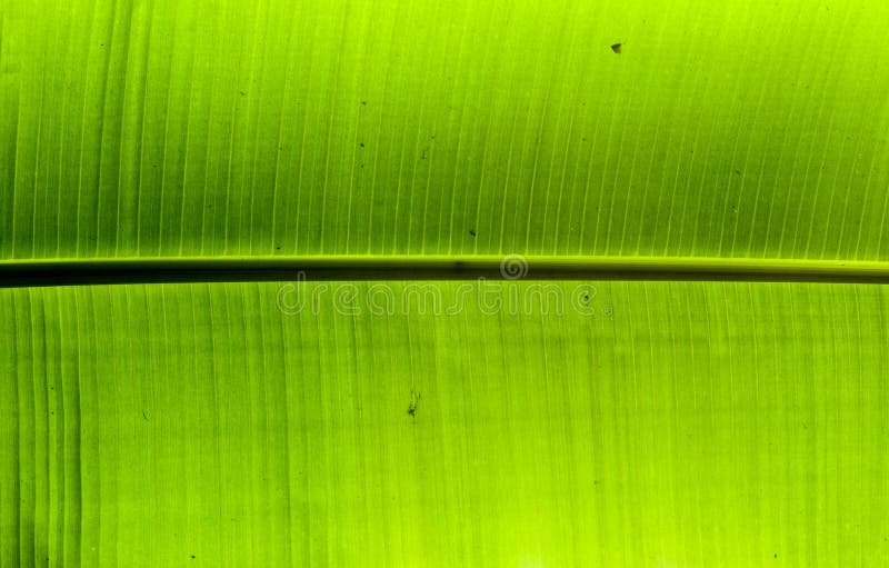 254 Pal Texture Stock Photos - Free & Royalty-Free Stock Photos from ...