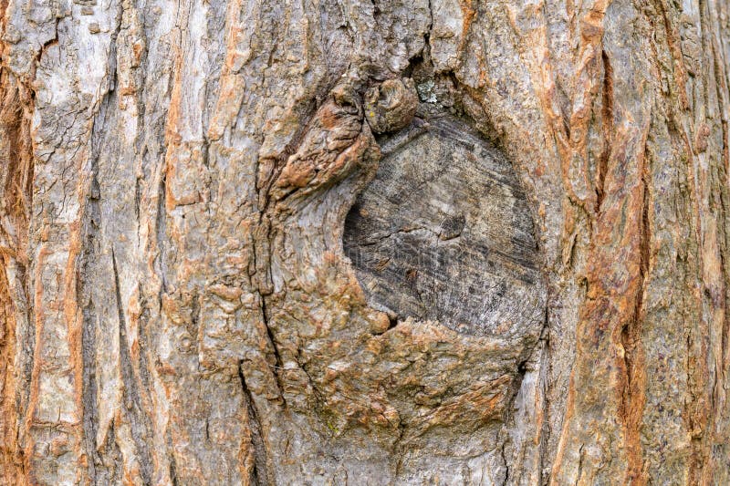 Texture Background Bark of an Apple Tree with Sawn-off Branch Stock ...