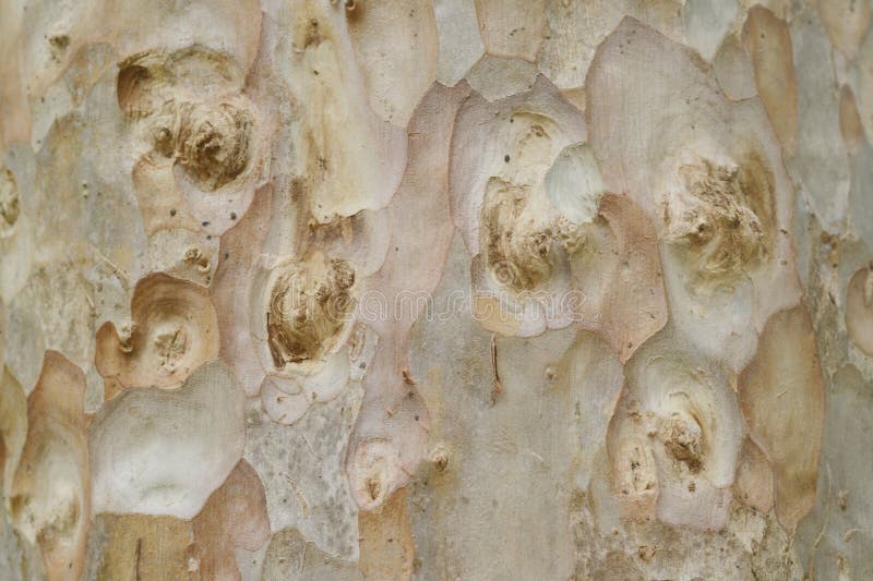 Texture or Background of Bark of the Trunk Light Colored Trees and Has ...