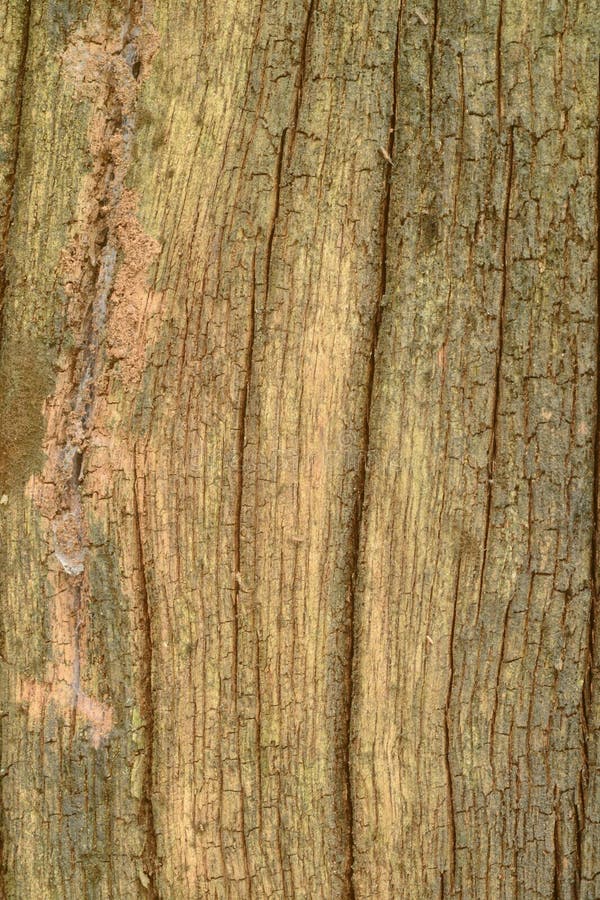 Texture or Background a Bark of the Trunk Light Colored Trees and Has ...
