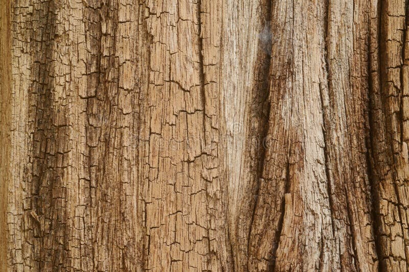 Texture or Background a Bark of the Trunk Light Colored Trees and Has ...