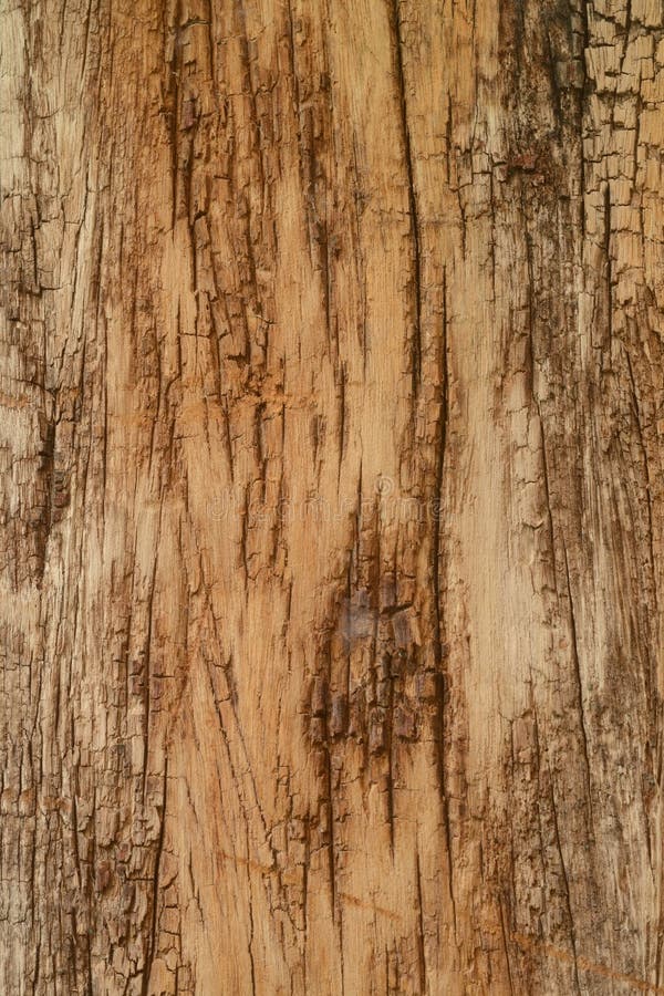 Texture or Background of Bark of the Trunk Light Colored Trees and Has ...
