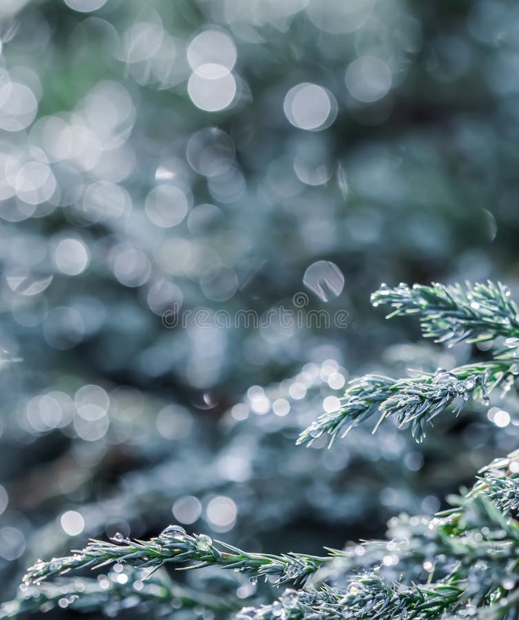 Texture, Background of Blue Branches of Coniferous Evergreen Juniper ...
