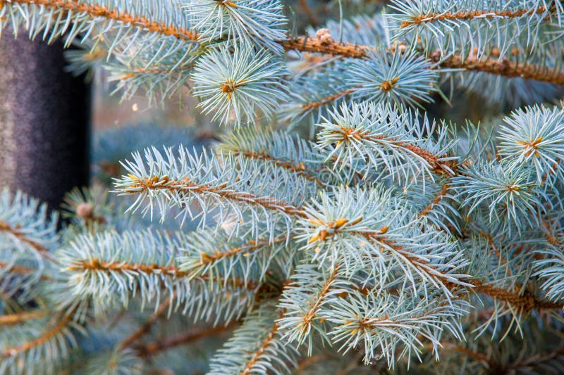 Texture, Background. Blue Spruce Stock Photo - Image of leaf, christmas ...