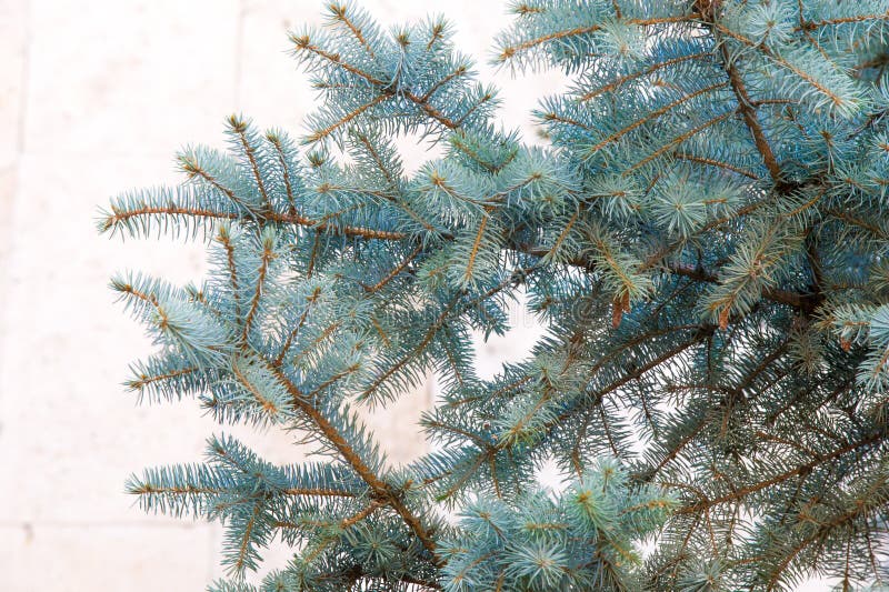 Texture, Background. Blue Spruce. Branches of Pine Tree Stock Photo ...
