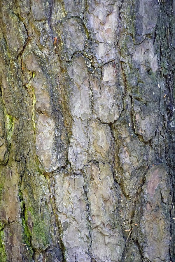 Texture and Background of Brown Bark. Pine in the Forest Stock Image ...