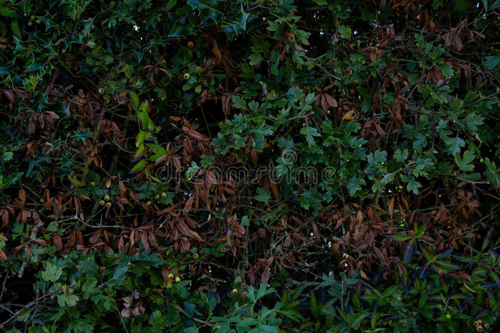 Texture Background of Bush with Branch Stock Image - Image of bush ...