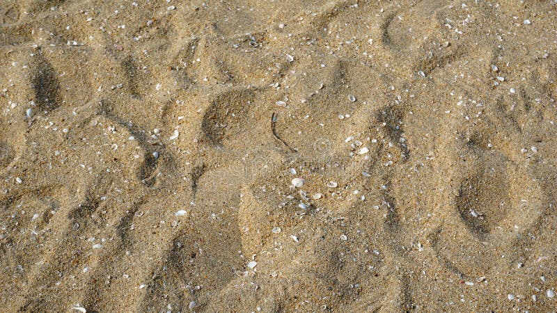 Sea Sand with Several Small Sea Shells Stock Image - Image of shells ...