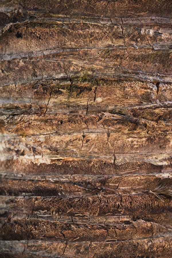 Texture of coco palm stock image. Image of surface, raised - 180672035
