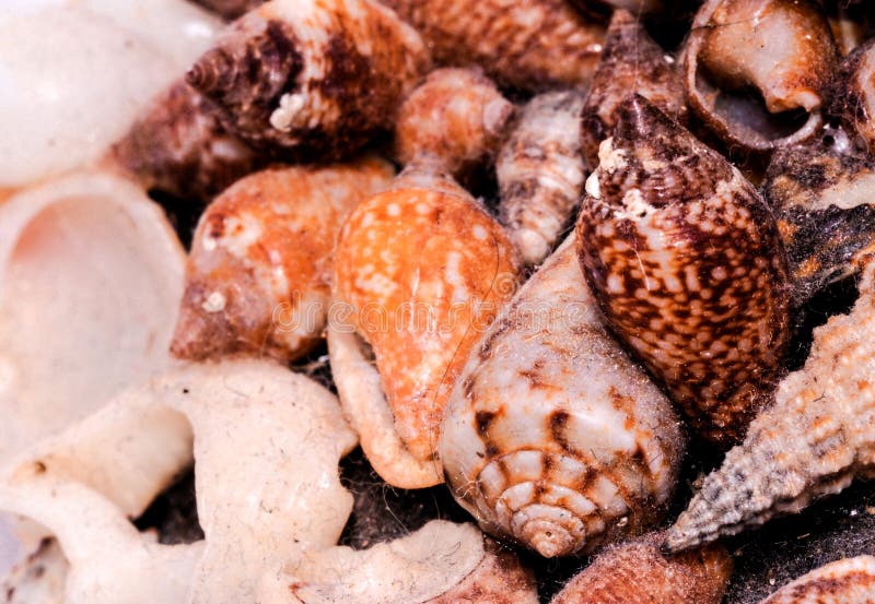 Background of sea shells stock image. Image of aquatic - 142013405