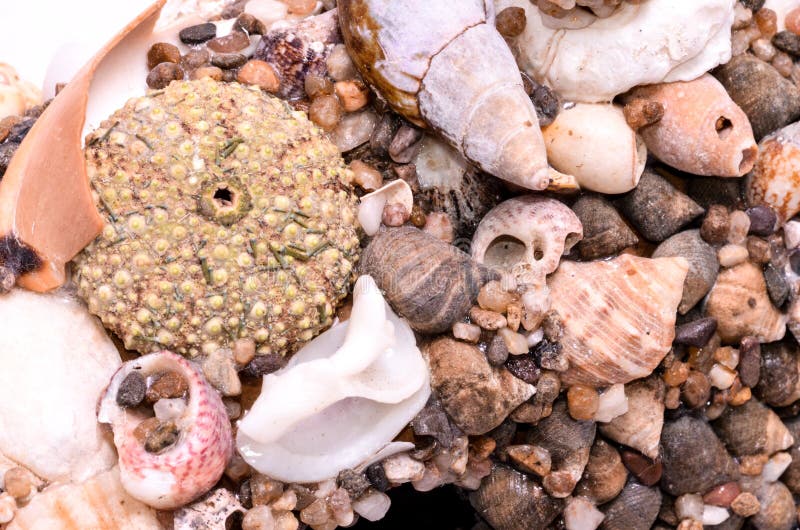 Background of sea shells stock photo. Image of white - 142369016