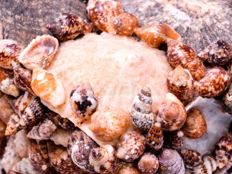 Background of sea shells stock image. Image of cashew - 241152343