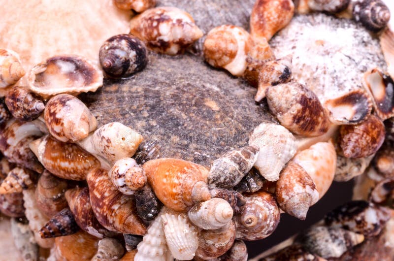 Background of Sea Shells , Digital Photo Image Stock Image - Image of ...