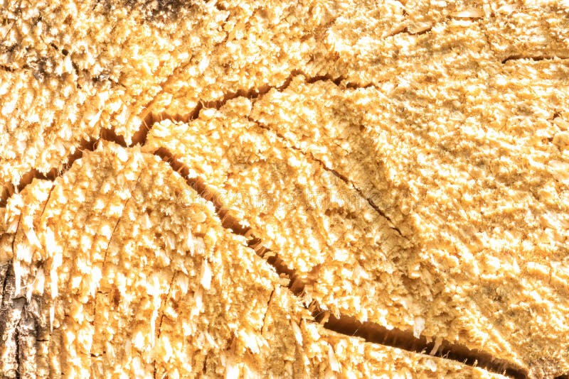 The Texture or Background of Cut Down Tree Trunk with Annual Rings ...