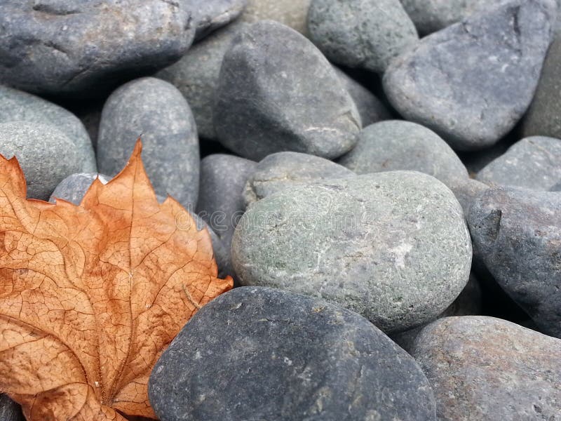 Dried Leaf on Small, Rounded, Rock Pebbles. Stock Photo - Image of ...