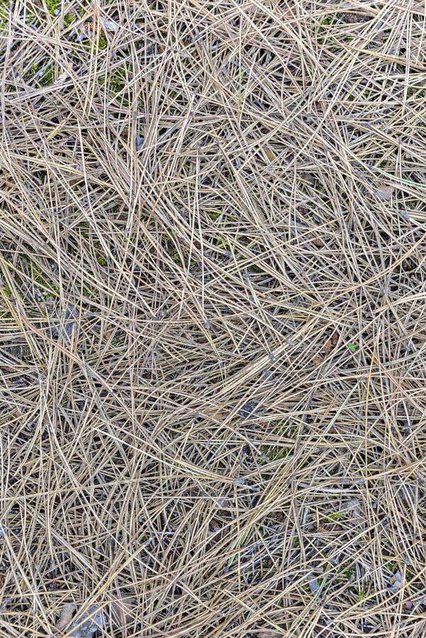 Texture. Background. Fallen Pine Needles. Stock Photo - Image of ...