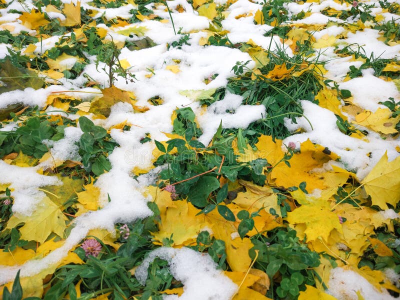 Texture Background, First Snow in Park in Autumn, Autumn Green Grass ... Texture Background, First Snow in Park in Autumn, Autumn Green Grass ...