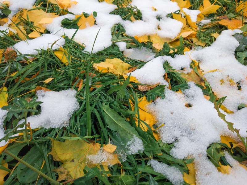 Texture Background, First Snow in Park in Autumn, Autumn Green Grass ... Texture Background, First Snow in Park in Autumn, Autumn Green Grass ...