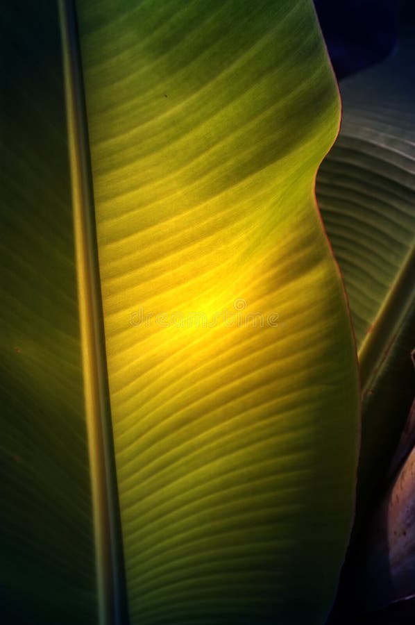 Texture Background of Fresh Green Banana Leaf Stock Image - Image of ... Texture Background of Fresh Green Banana Leaf Stock Image - Image of ...