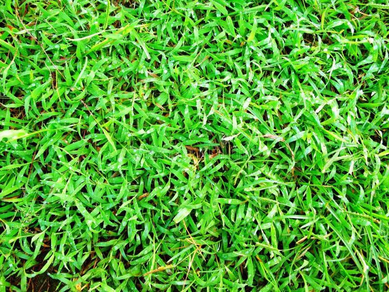 Texture, Background of Green Grass Stock Image - Image of field ...