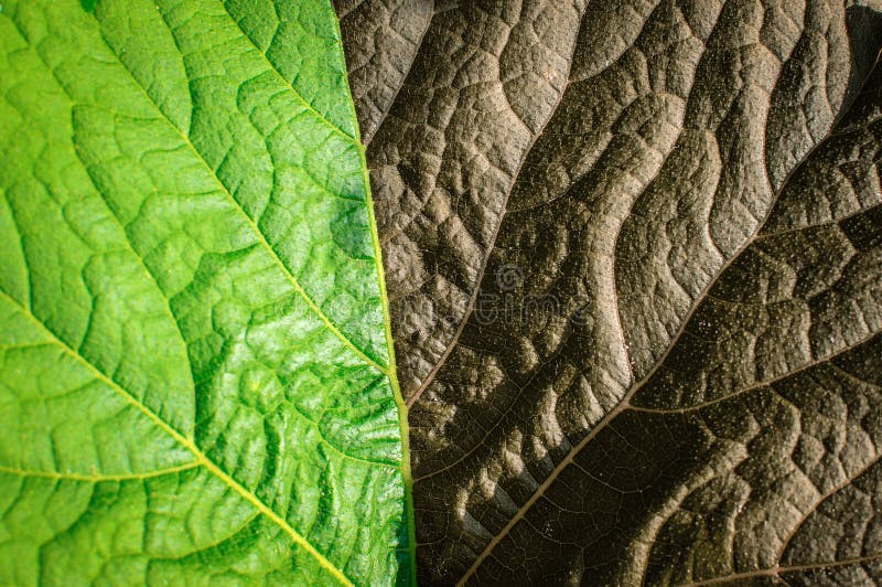 Texture Background of a Green Leaf with Two Halves. One Half is Bright ...
