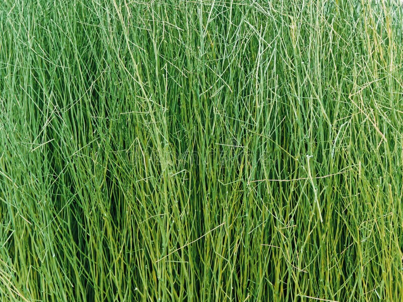 Texture Background of Green Reeds Stock Image - Image of field ...