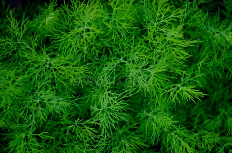 Texture, Background of Green Seaweed Stock Photo - Image of decoration ...