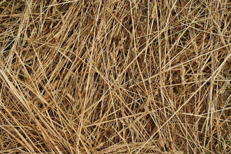 Texture background of hay stock photo. Image of farming - 5516420