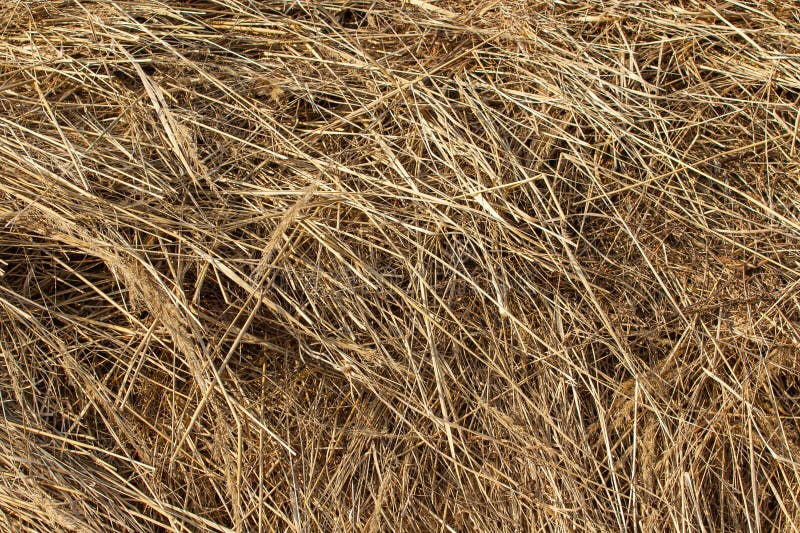 Texture , Background . Haystack in the Open Air Stock Image - Image of ...