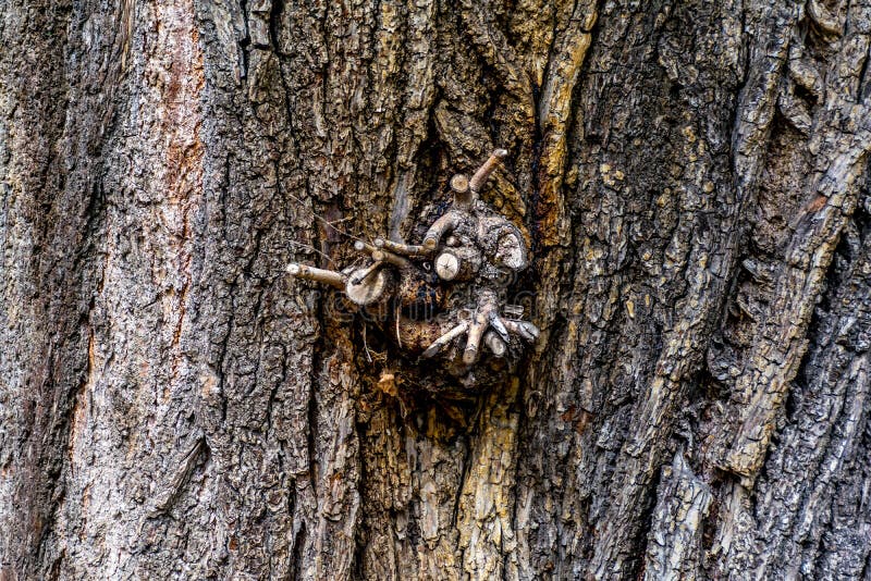 Tree Bark with Detailed, Interesting Branch Stump Stock Photo - Image ...