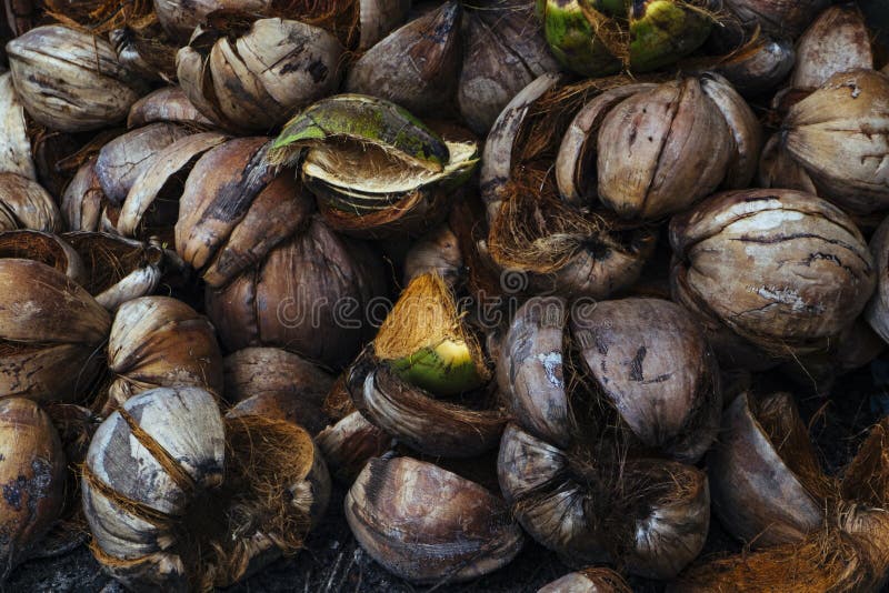 Texture Background Image of Coconut Coir Husk or Shell Stock Photo ...